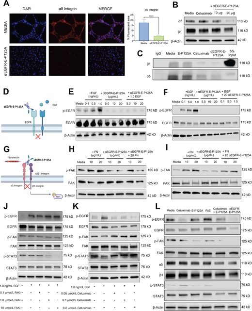 Antibody–Drug Conjugate αEGFR-E-P125A Reduces Triple-negative Breast ...
