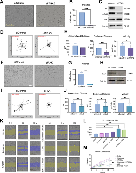 Antibody–Drug Conjugate αEGFR-E-P125A Reduces Triple-negative Breast ...