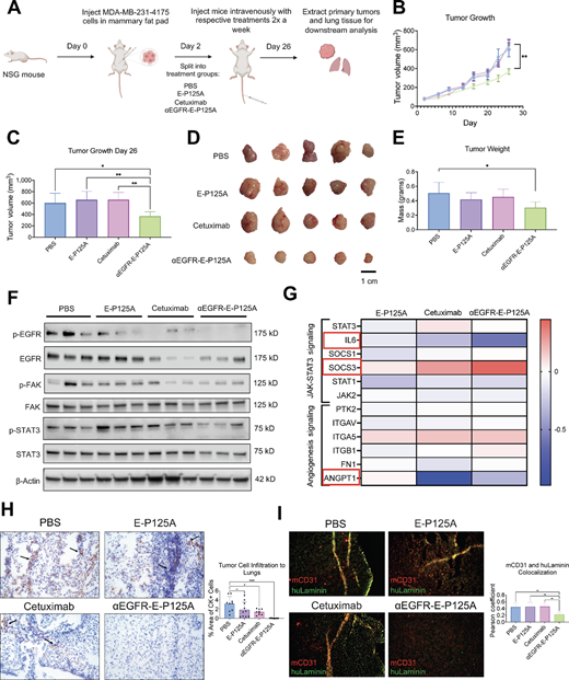 Antibody–Drug Conjugate αEGFR-E-P125A Reduces Triple-negative Breast ...