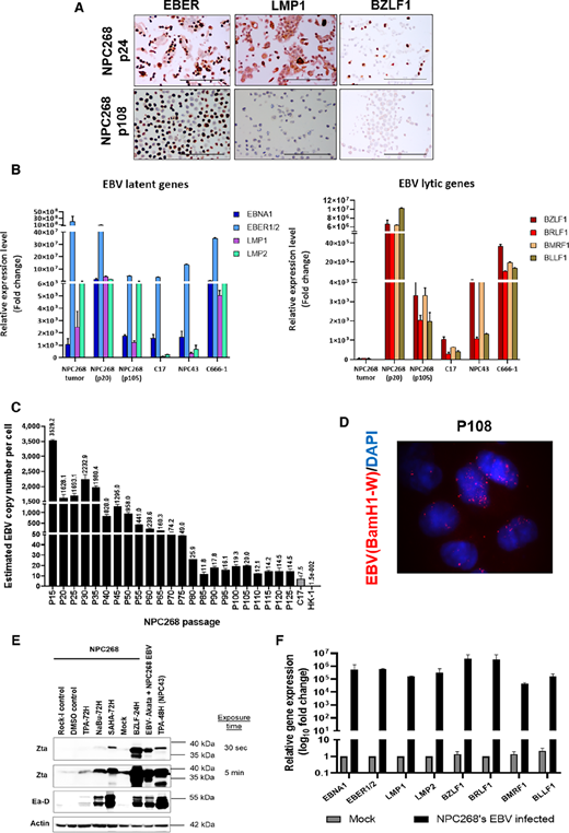Establishment and Characterization of an Epstein-Barr Virus–positive ...