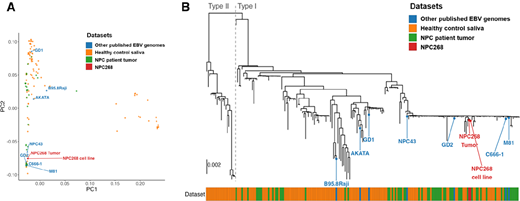 Establishment and Characterization of an Epstein-Barr Virus–positive ...