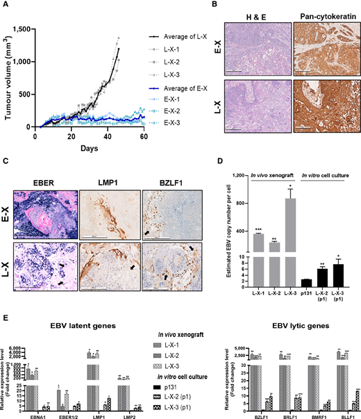 Establishment and Characterization of an Epstein-Barr Virus–positive ...