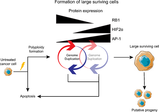 Drug-resilient Cancer Cell Phenotype Is Acquired via Polyploidization ...