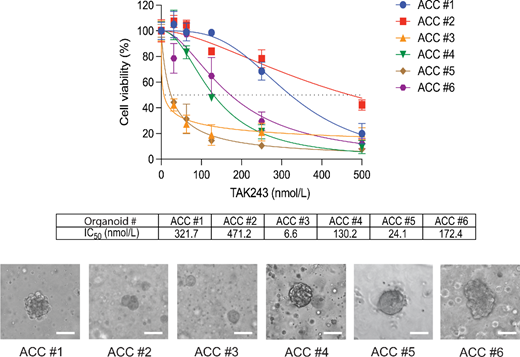 Activity of the Ubiquitin-activating Enzyme Inhibitor TAK-243 in ...