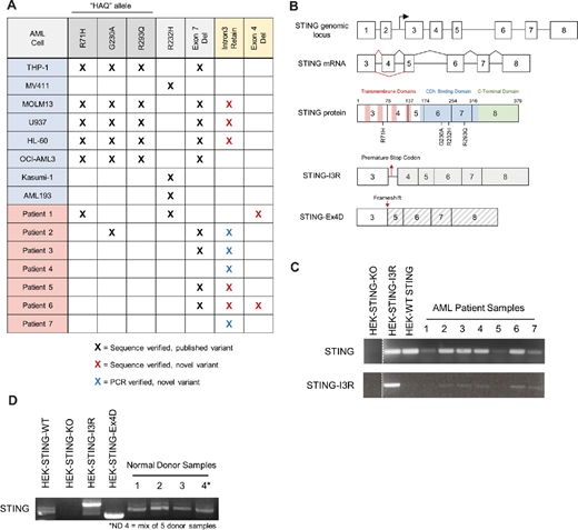 Identification of Nonfunctional Alternatively Spliced Isoforms of STING ...