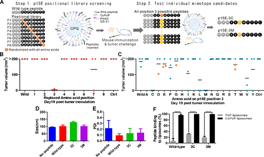 Identification of Enhanced Vaccine Mimotopes for the p15E Murine Cancer ...