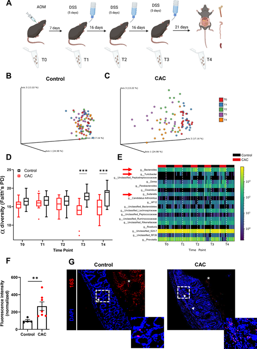 The Cross-talk Between Intestinal Microbiota and MDSCs Fuels Colitis ...