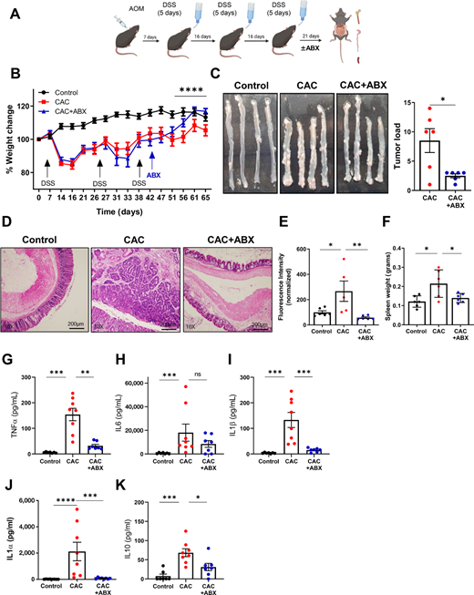The Cross-talk Between Intestinal Microbiota and MDSCs Fuels Colitis ...