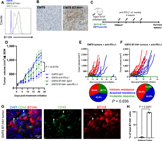 Epithelial Expressed B7-H4 Drives Differential Immunotherapy Response ...