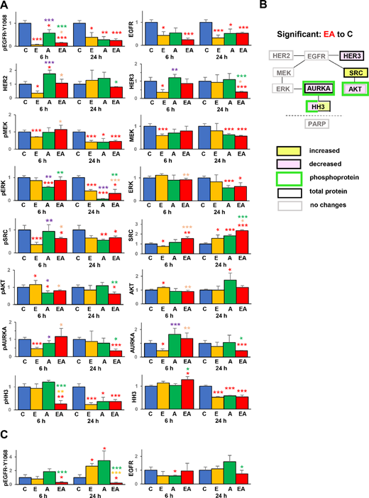 Synergy of EGFR and AURKA Inhibitors in KRAS-mutated Non–small Cell ...