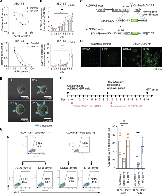 Pharmacologic Targeting of Histone H3K27 Acetylation/BRD4-dependent ...