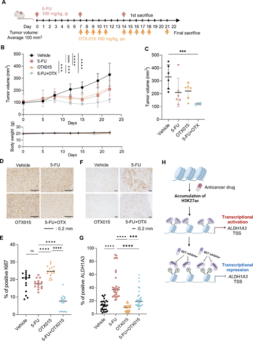 Pharmacologic Targeting of Histone H3K27 Acetylation/BRD4-dependent ...