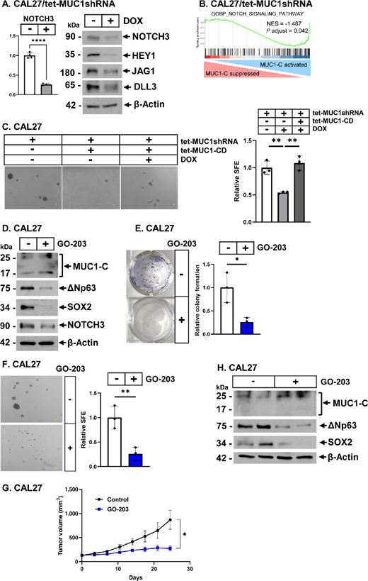 Identification of MUC1-C as a Target for Suppressing Progression of ...