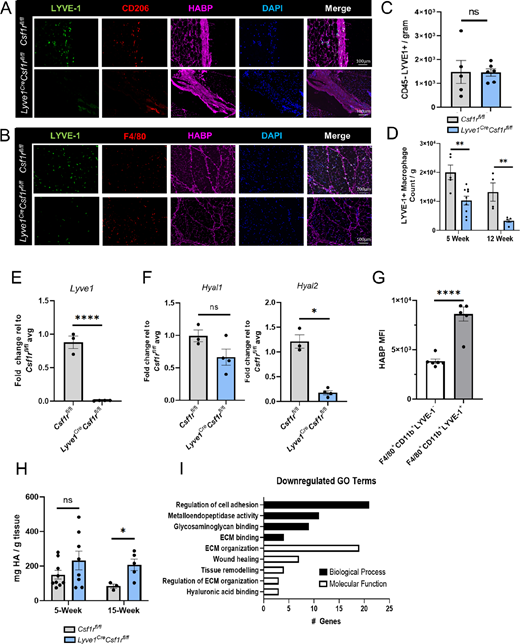 LYVE-1–expressing Macrophages Modulate the Hyaluronan-containing ...