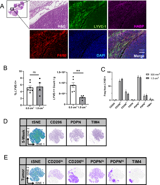 LYVE-1–expressing Macrophages Modulate the Hyaluronan-containing ...