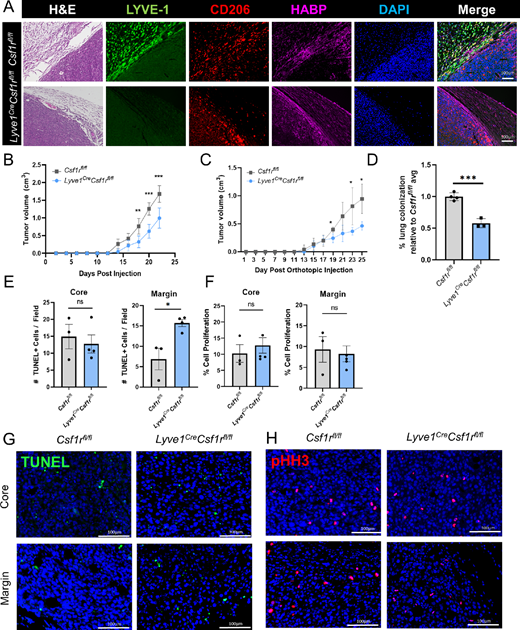 LYVE-1–expressing Macrophages Modulate the Hyaluronan-containing ...