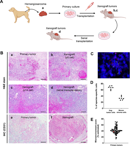 Hemangiosarcoma Cells Promote Conserved Host-derived Hematopoietic ...