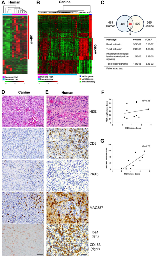 Hemangiosarcoma Cells Promote Conserved Host-derived Hematopoietic ...
