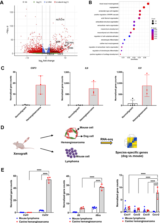 Hemangiosarcoma Cells Promote Conserved Host-derived Hematopoietic ...