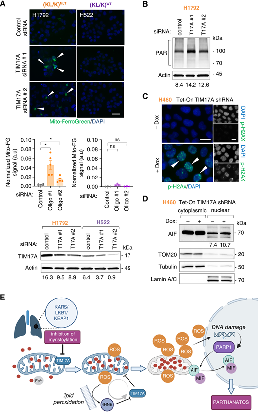 N-Myristoytransferase Inhibition Causes Mitochondrial Iron Overload and ...
