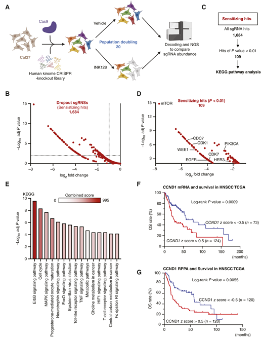 A Kinome-Wide Synthetic Lethal CRISPR/Cas9 Screen Reveals That mTOR Inhibition Prevents Adaptive ...