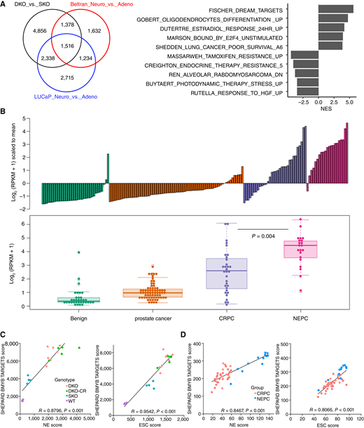 MYBL2 Drives Prostate Cancer Plasticity: Inhibiting Its Transcriptional ...
