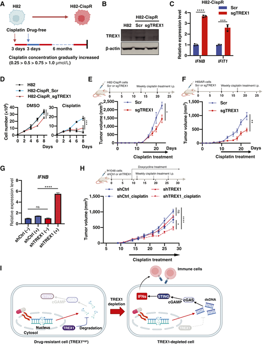 Targeting TREX1 Induces Innate Immune Response in Drug-Resistant Small ...