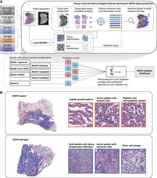 Deep Learning Predicts EGFR Mutation Status from Histology Images in ...