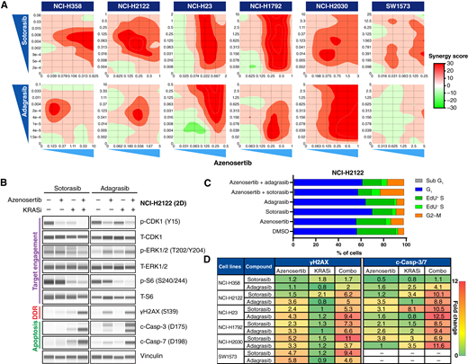 The Selective WEE1 Inhibitor Azenosertib Shows Synergistic Antitumor ...