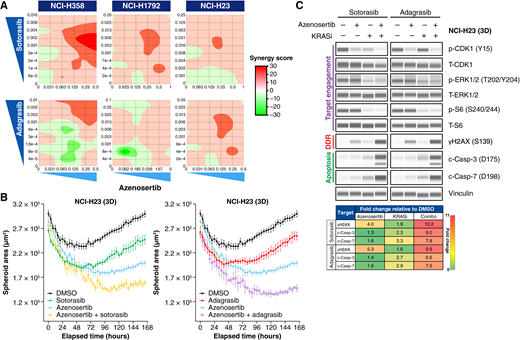 The Selective WEE1 Inhibitor Azenosertib Shows Synergistic Antitumor ...