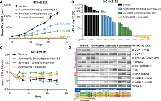 The Selective WEE1 Inhibitor Azenosertib Shows Synergistic Antitumor ...