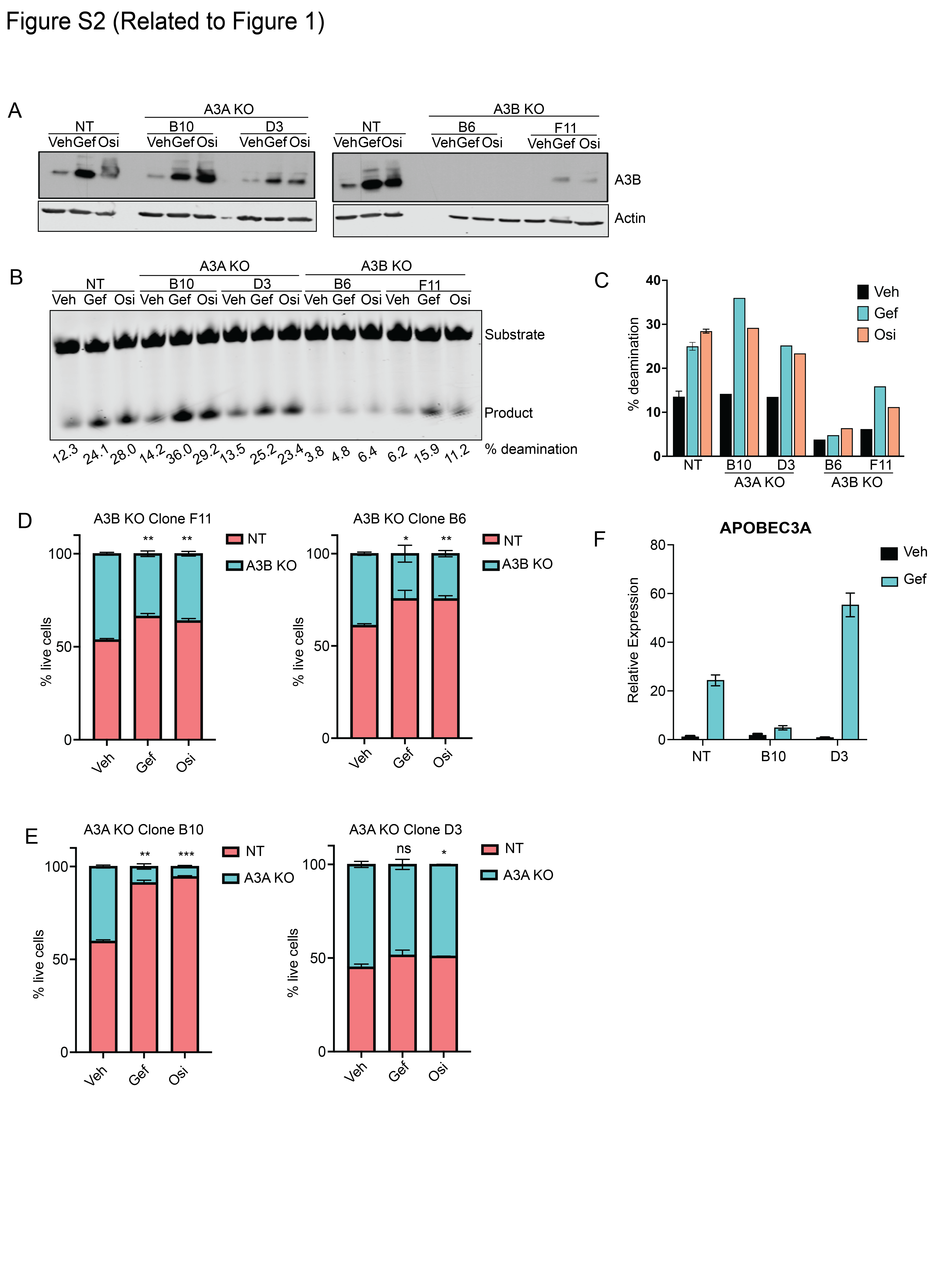 APOBEC3 Activity Promotes the Survival and Evolution of Drug-Tolerant ...