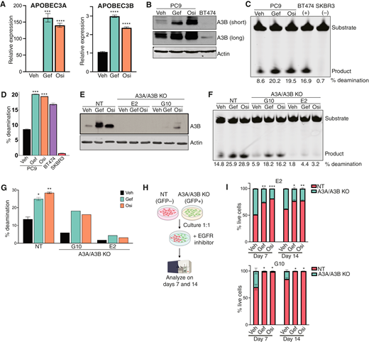 APOBEC3 Activity Promotes the Survival and Evolution of Drug-Tolerant ...