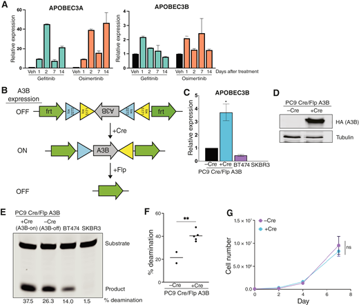 APOBEC3 Activity Promotes the Survival and Evolution of Drug-Tolerant ...