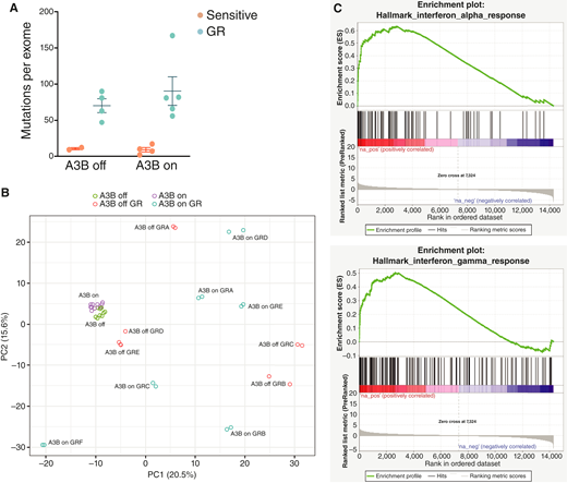 APOBEC3 Activity Promotes the Survival and Evolution of Drug-Tolerant ...
