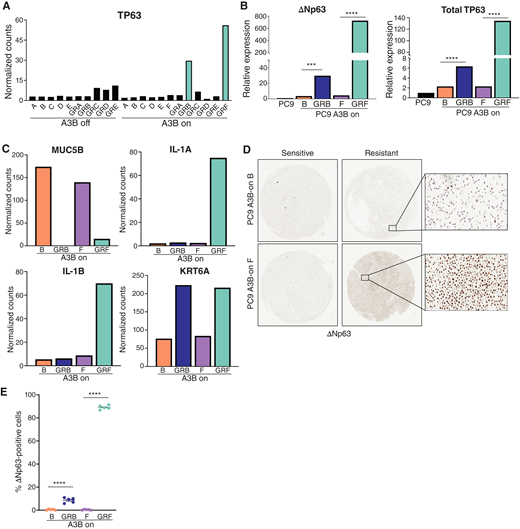APOBEC3 Activity Promotes the Survival and Evolution of Drug-Tolerant ...