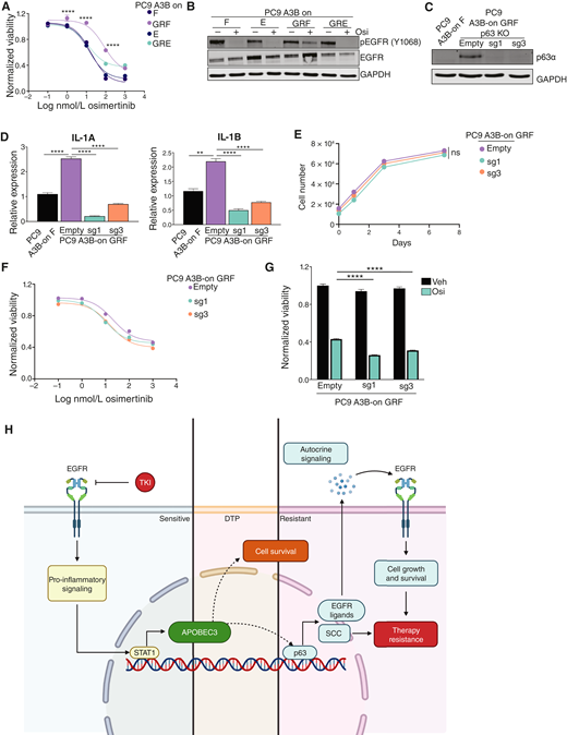 APOBEC3 Activity Promotes the Survival and Evolution of Drug-Tolerant ...