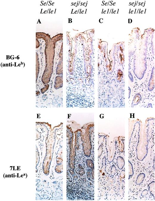 Polymorphisms of Two Fucosyltransferase Genes (Lewis and Secretor Genes ...