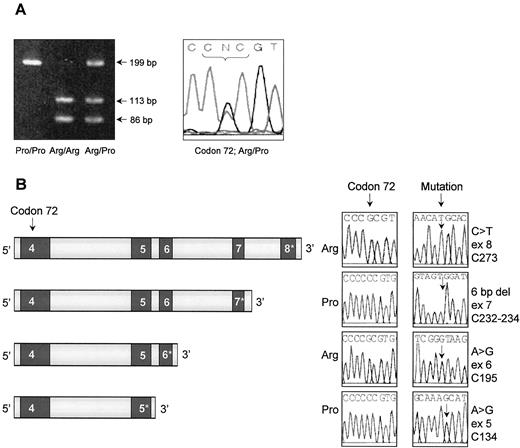 The TP53 Codon 72 Polymorphism May Affect the Function of TP53 ...