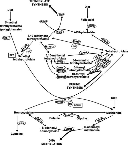 Nonsynonymous Polymorphisms in Genes in the One-Carbon Metabolism ...