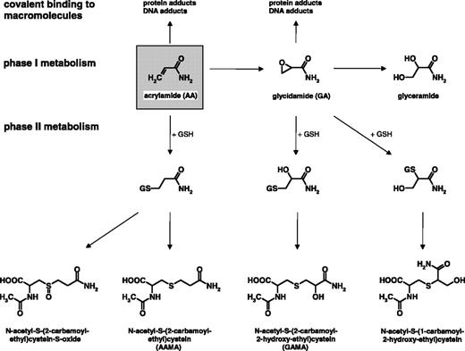 Toxicokinetics of Acrylamide in Humans after Ingestion of a Defined ...