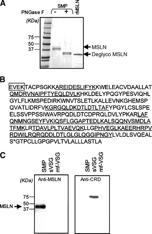 Mesothelin Is Shed from Tumor Cells | Cancer Epidemiology, Biomarkers ...