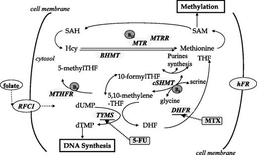 B-Vitamin Intake, One-Carbon Metabolism, and Survival in a Population ...
