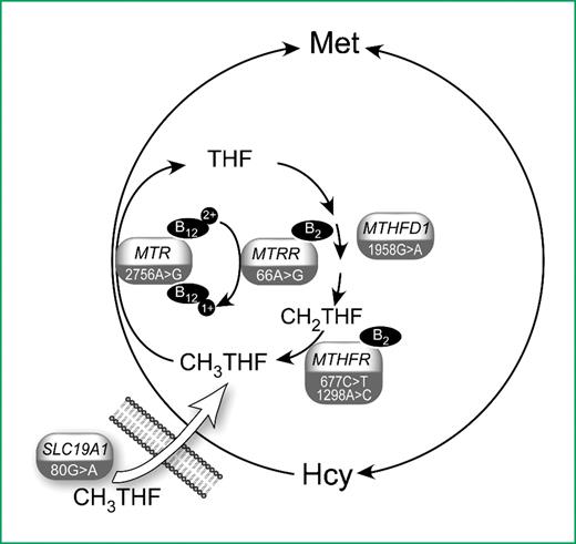 Plasma Folate, Related Genetic Variants, and Colorectal Cancer Risk in ...