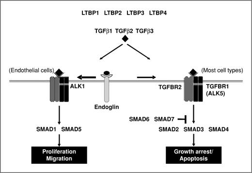 TGF-β Signaling Pathway and Breast Cancer Susceptibility | Cancer ...