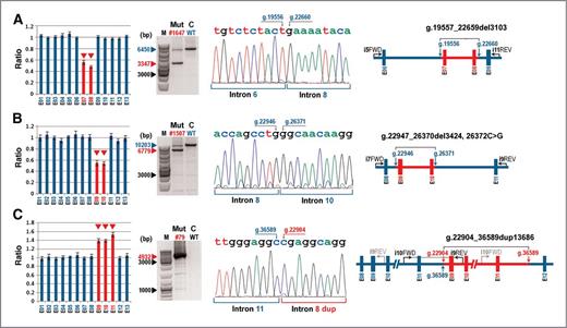 The PALB2 Gene Is a Strong Candidate for Clinical Testing in BRCA1- and ...