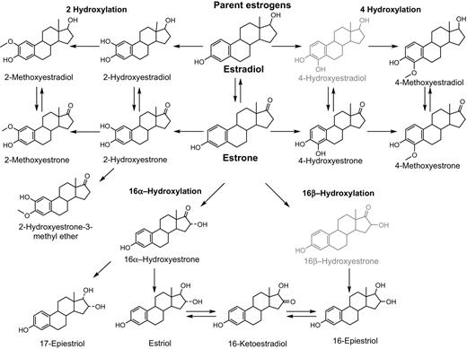 Serum Estrogens and Estrogen Metabolites and Endometrial Cancer Risk ...