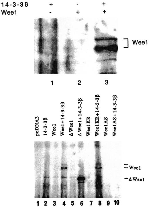 Binding of 14-3-3β to the Carboxyl Terminus of Wee1 Increases Wee1 ...