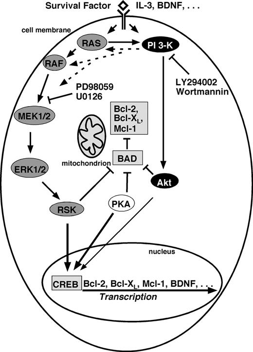 Molecular Mechanisms Mediating Mammalian Mitogen-activated Protein ...