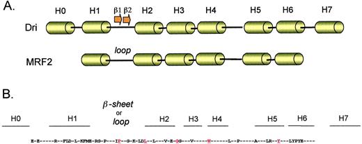 ARID Proteins | Cell Growth & Differentiation | American Association ...